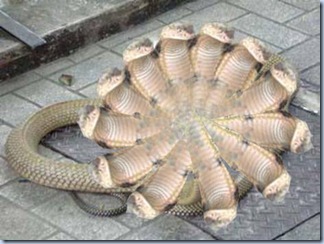 Info Bee: 5 Head Snakes Real or Real